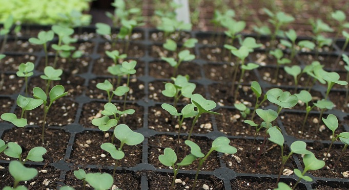 Seed Propagation Home Study | Seedling Propagator Online Training