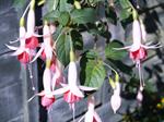 Fuchsia growing Home study | Fuchsia Distance Learning