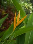 Vanuatu – Tropical Plants -Garden Study Tour -Learn Gardening at home