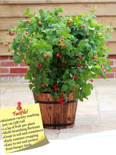 Dwarf Raspberry | Ruby Beauty Raspberries